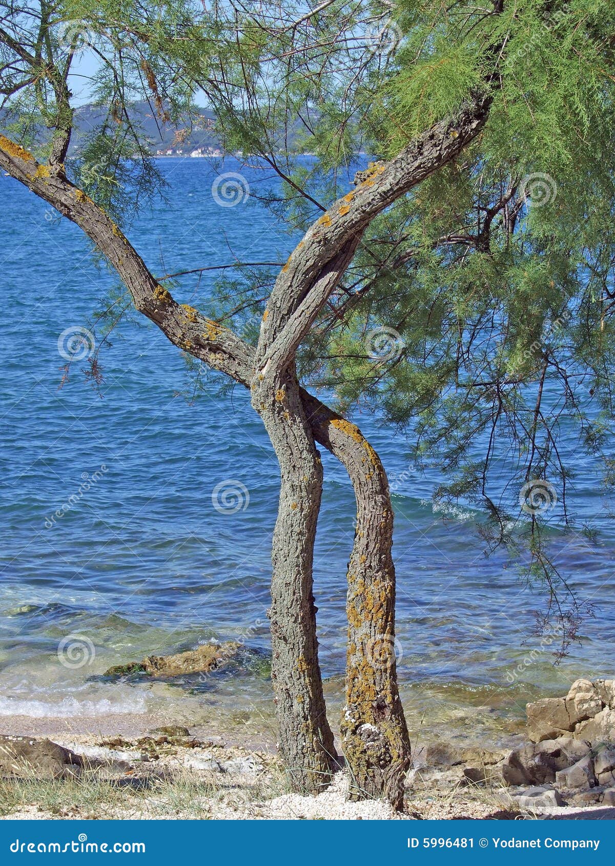 Dreaming tree stock image. Image of travel, album, vacation - 5996481