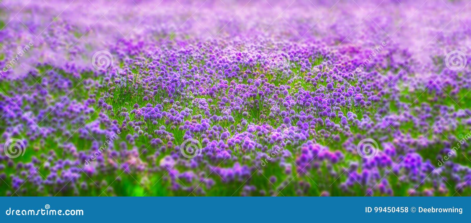 Field of Chives stock photo. Image of natural, growing - 99450458