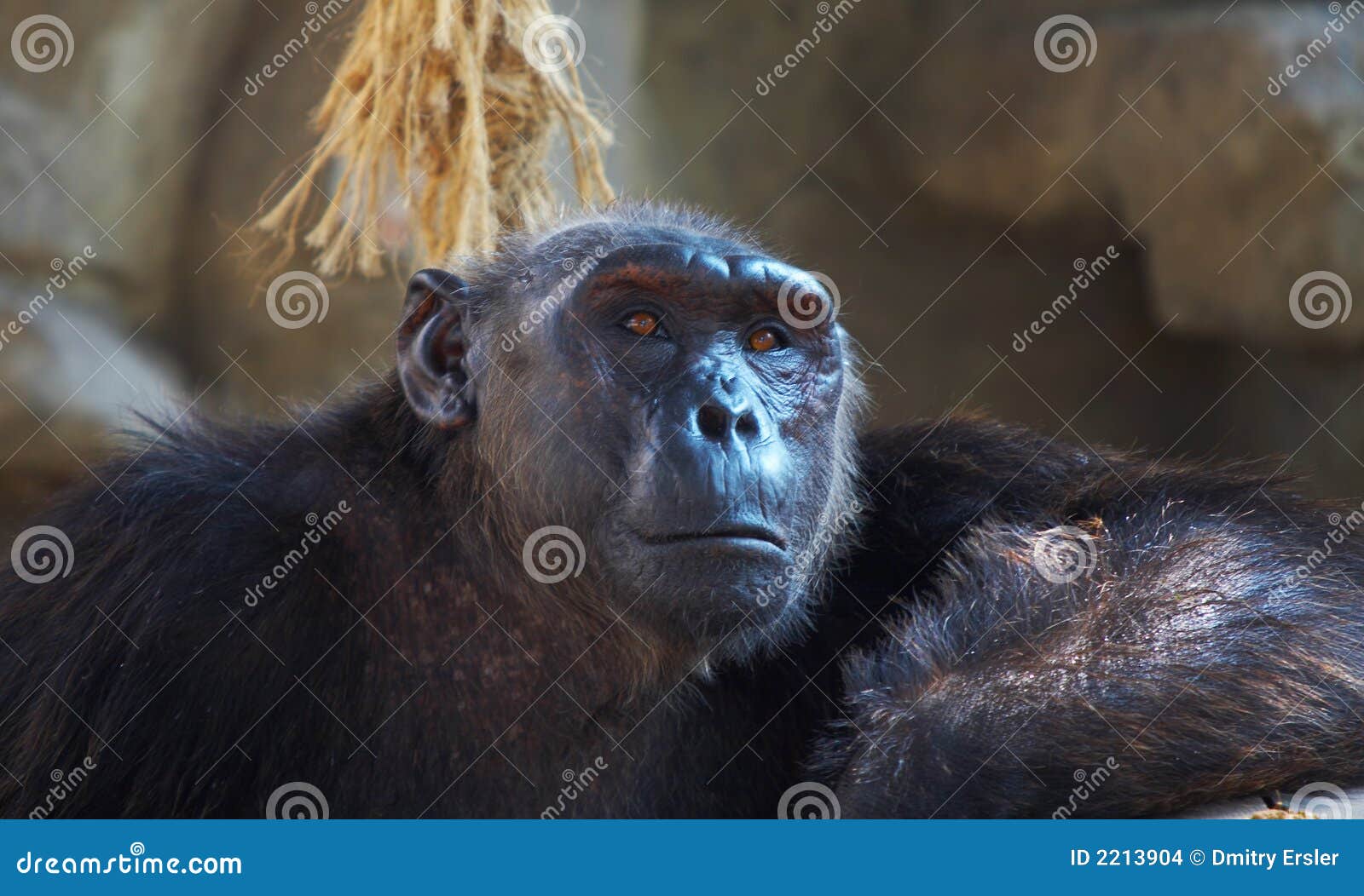 In the dreams stock photo. Image of mammals, chimpanzee - 2213904