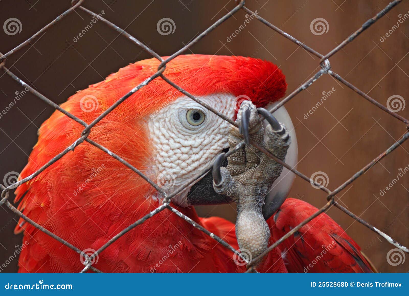 Dreams of Freedom - Sad Parrot Behind Bars Stock Photo - Image of focus ...