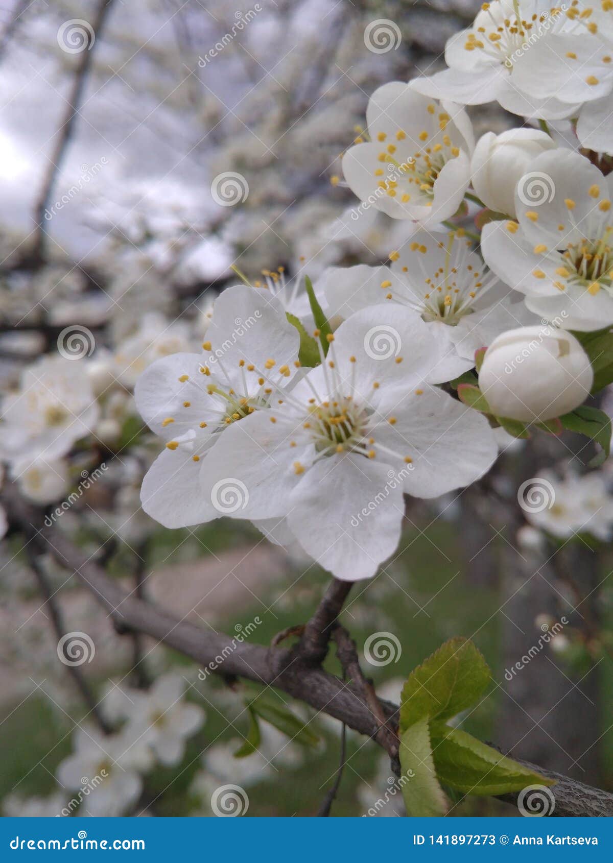 Dreams. Spring. Ukrainian Cherry Stock Image - Image of blossom ...