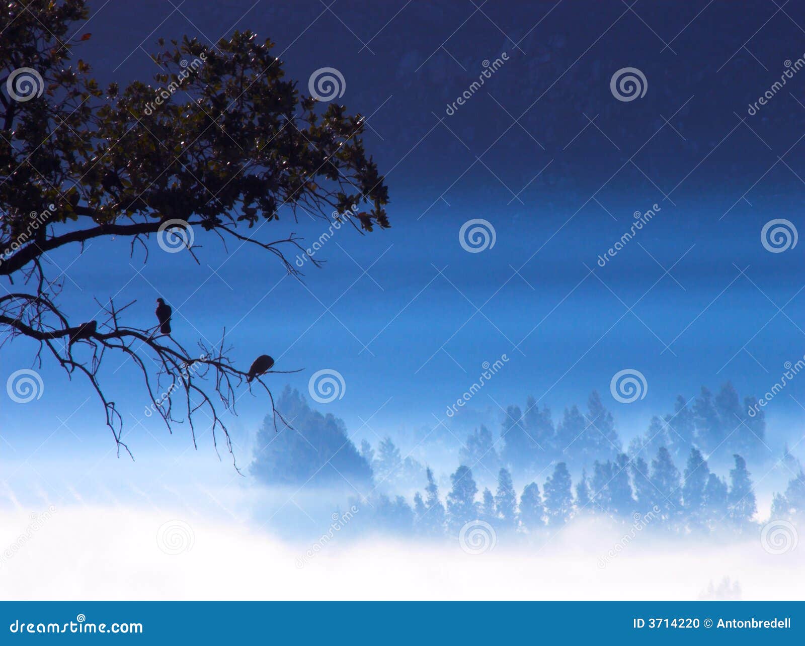 Dreamstime stock photo. Image of mist, africa, awakening - 3714220