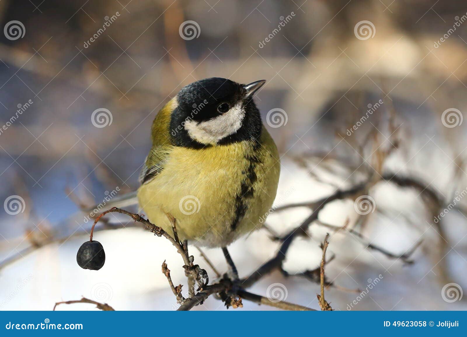 Dreamy birdy stock photo. Image of enjoy, beak, closeup - 49623058