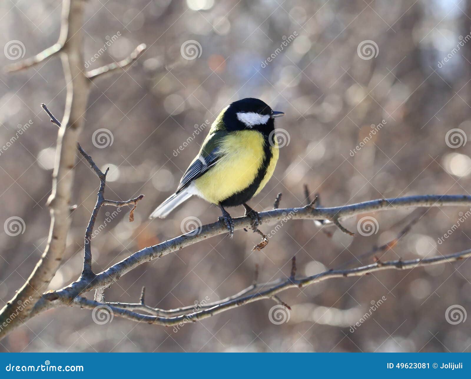 Dreamy birdy stock image. Image of enjoy, brown, good - 49623081