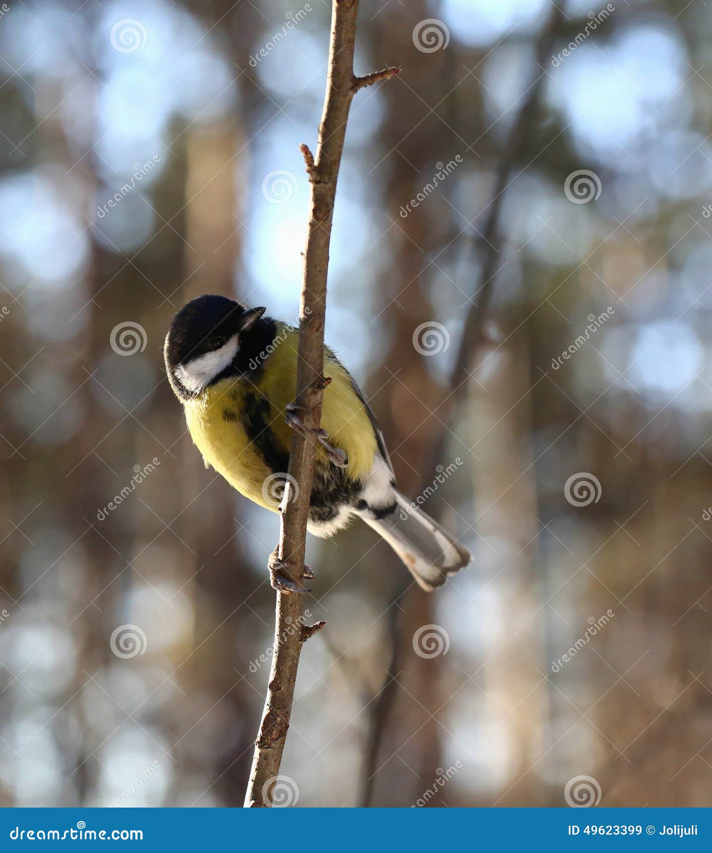 Dreamy birdy stock image. Image of cold, feathers, birdy - 49623399