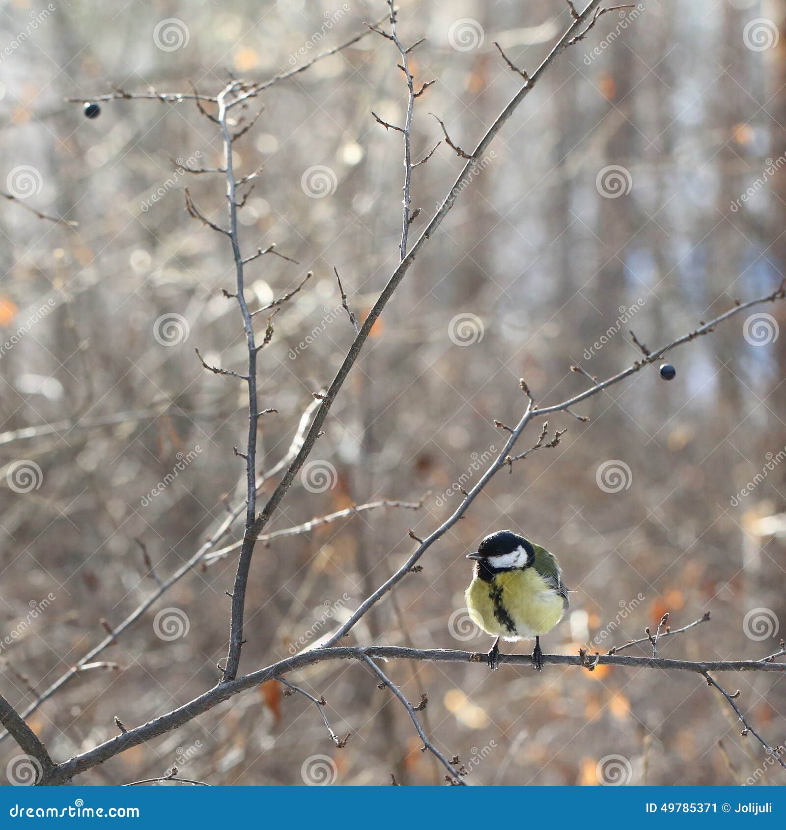 Dreamy birdy stock image. Image of enjoy, attention, backlit - 49785371
