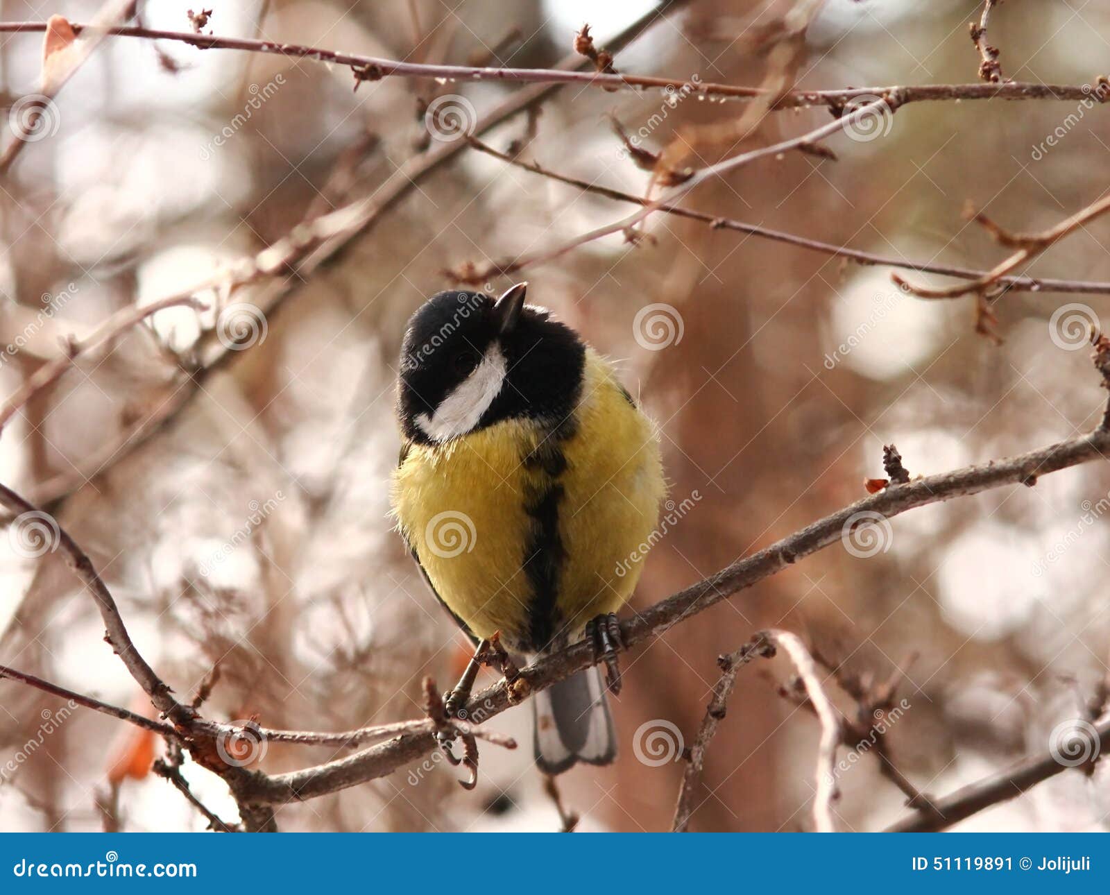 Dreamy birdy stock image. Image of daylight, great, enjoy - 51119891