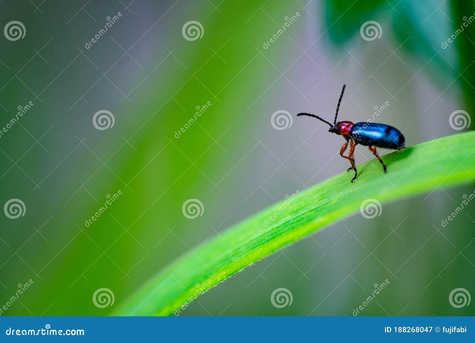 Dreamy Bug Looking into the Wild Stock Image - Image of antenna ...