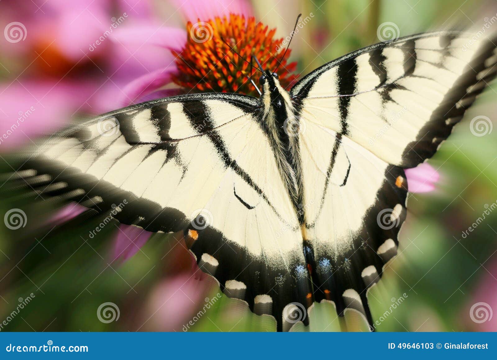 Dreamy Butterfly stock image. Image of abstract, textures - 49646103