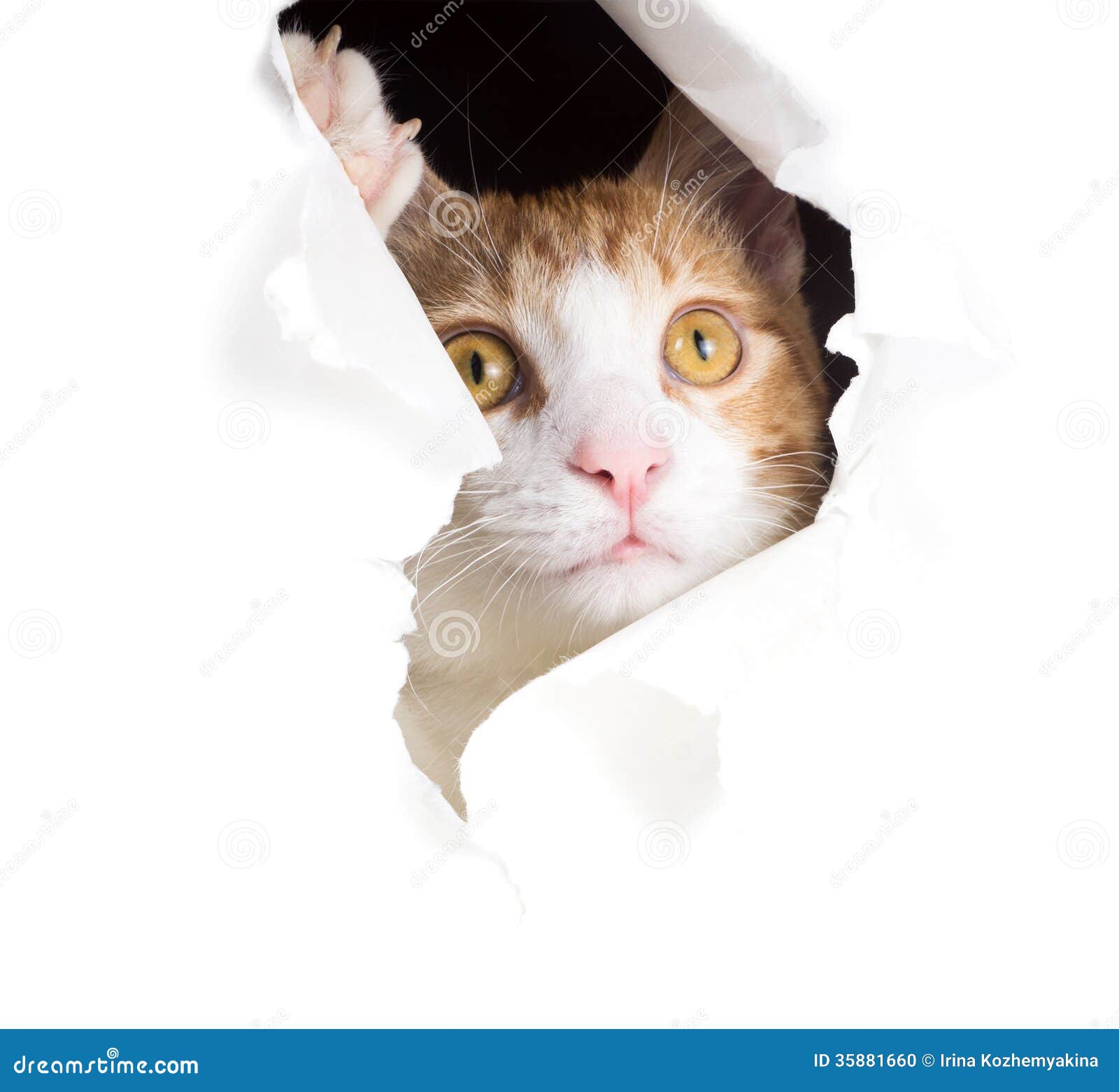 Dreamy Cat Looks through a Hole in Paper Stock Photo - Image of ...
