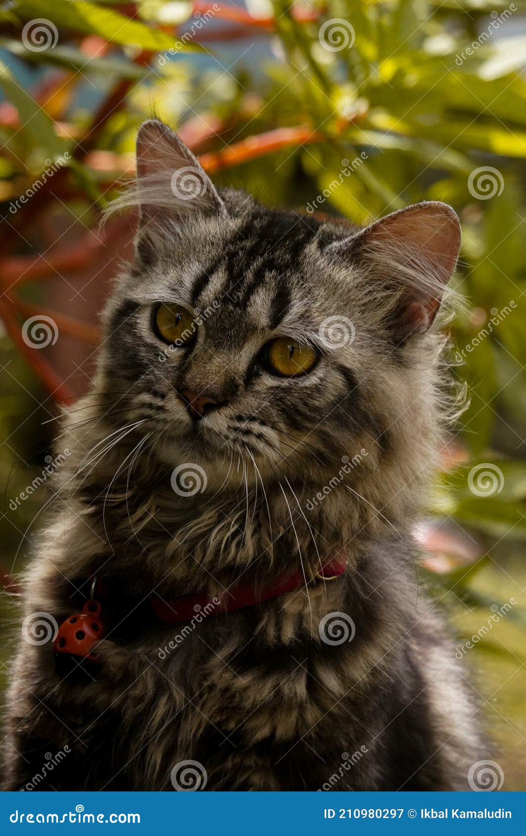 A dreamy cat photo stock image. Image of animals, wildlife - 210980297