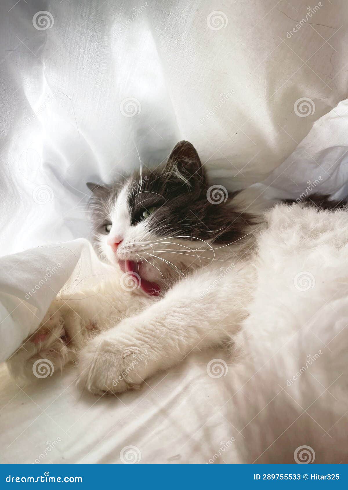Dreamy cat stock image. Image of animal, cute, dreamy - 289755533