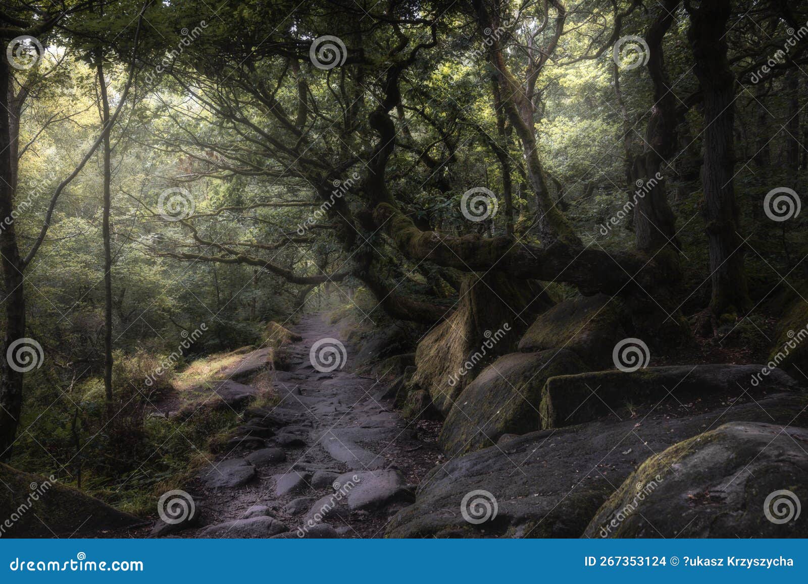 Dreamy damp forest stock photo. Image of path, tree - 267353124