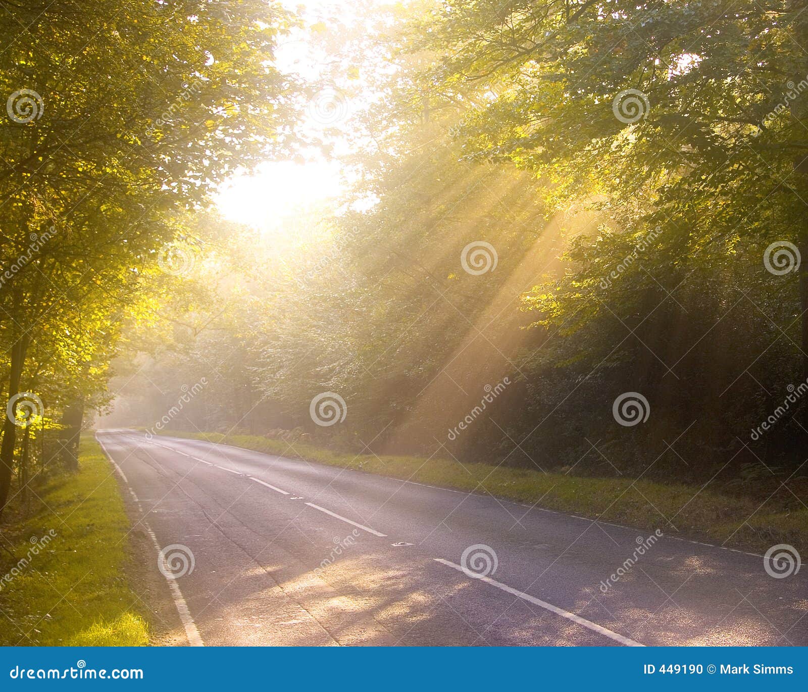 Dreamy Forest Road. Dawn or Dusk. Stock Photo - Image of autumn ...
