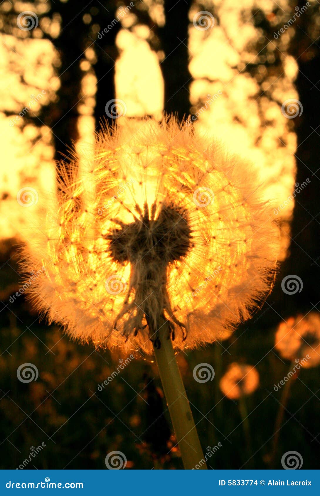 Dreamy golden dandelion stock photo. Image of colours - 5833774