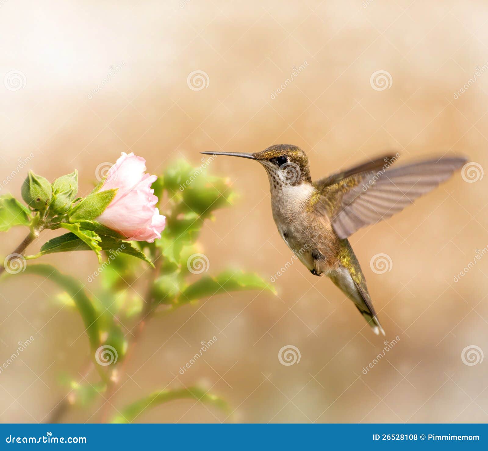 Dreamy Image of a Young Male Hummingbird Stock Photo - Image of fantasy ...