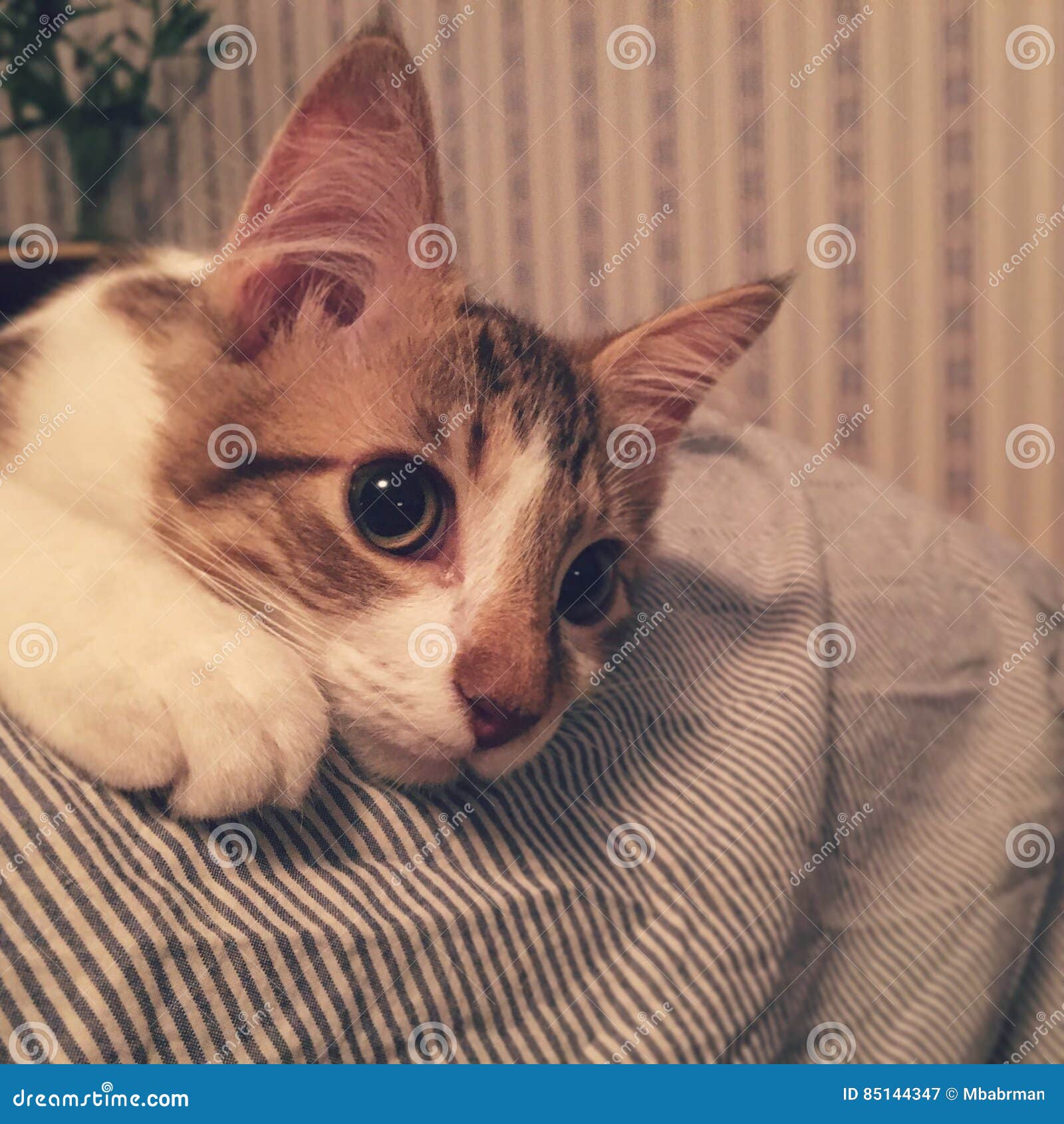 Dreamy kitty. stock image. Image of kitten, cats, little - 85144347