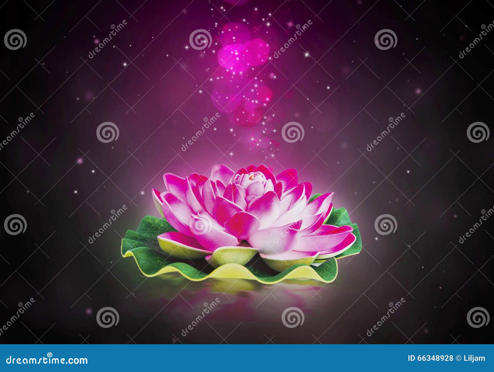 Dreamy lotus flower stock photo. Image of plant, dream - 66348928