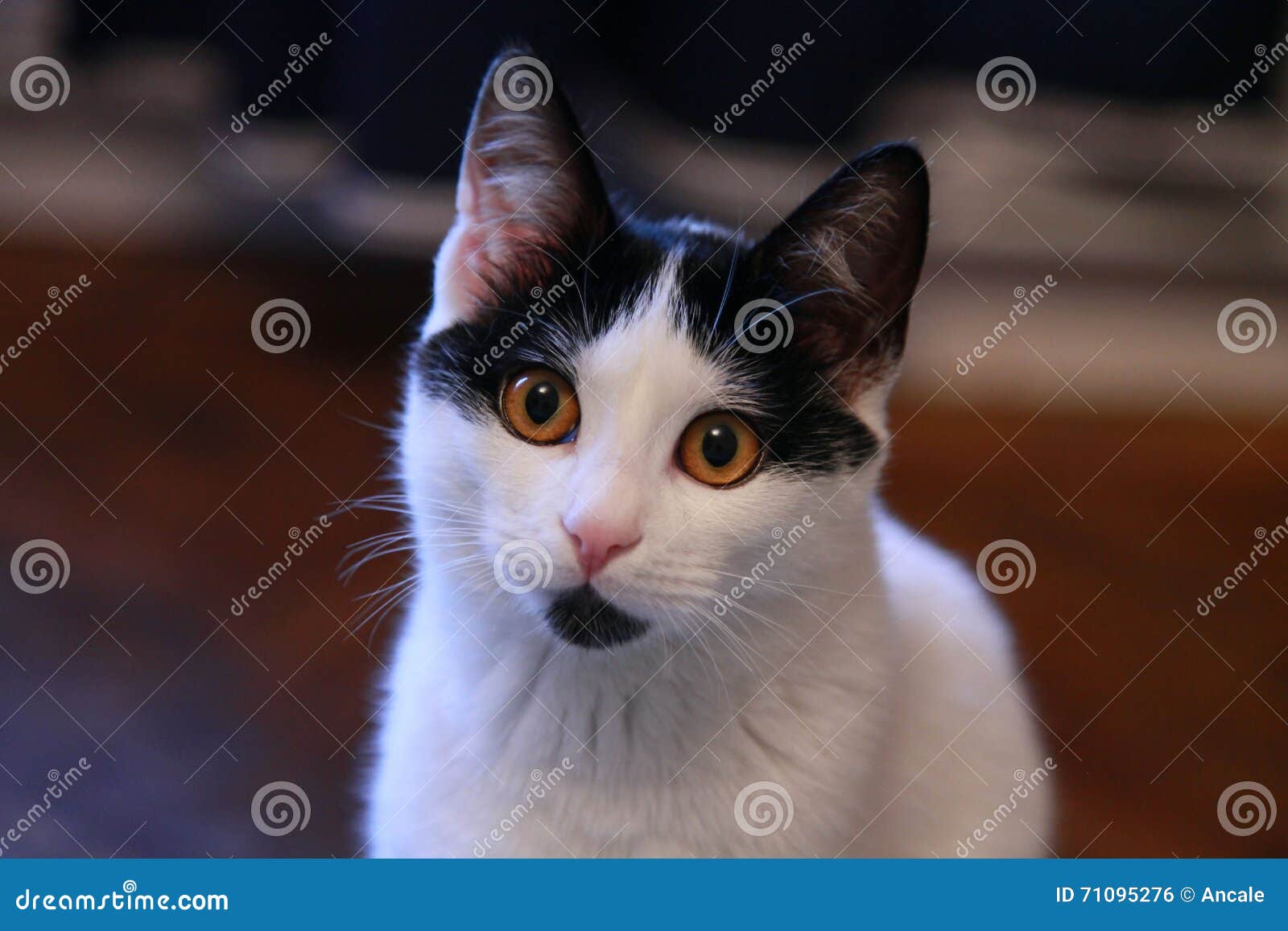 Dreamy Magic Cat Facing the Camera Stock Photo - Image of adorable ...