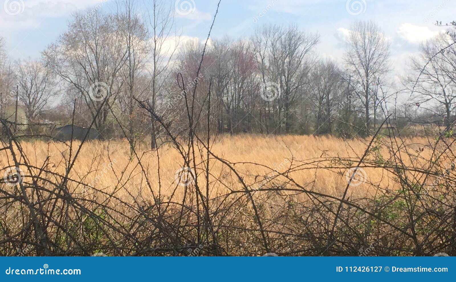 Dreamy meadow stock image. Image of calming, field, open - 112426127