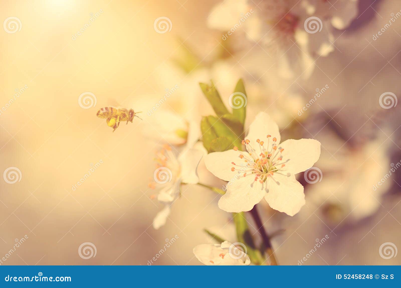 Dreamy Photo of Spring Flowers Stock Photo - Image of japan, pastel ...