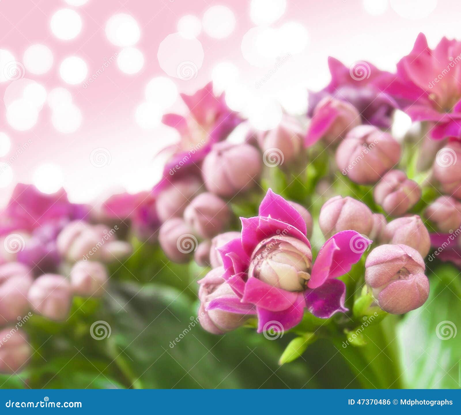Dreamy Photo of Spring Flowers Stock Photo - Image of green ...