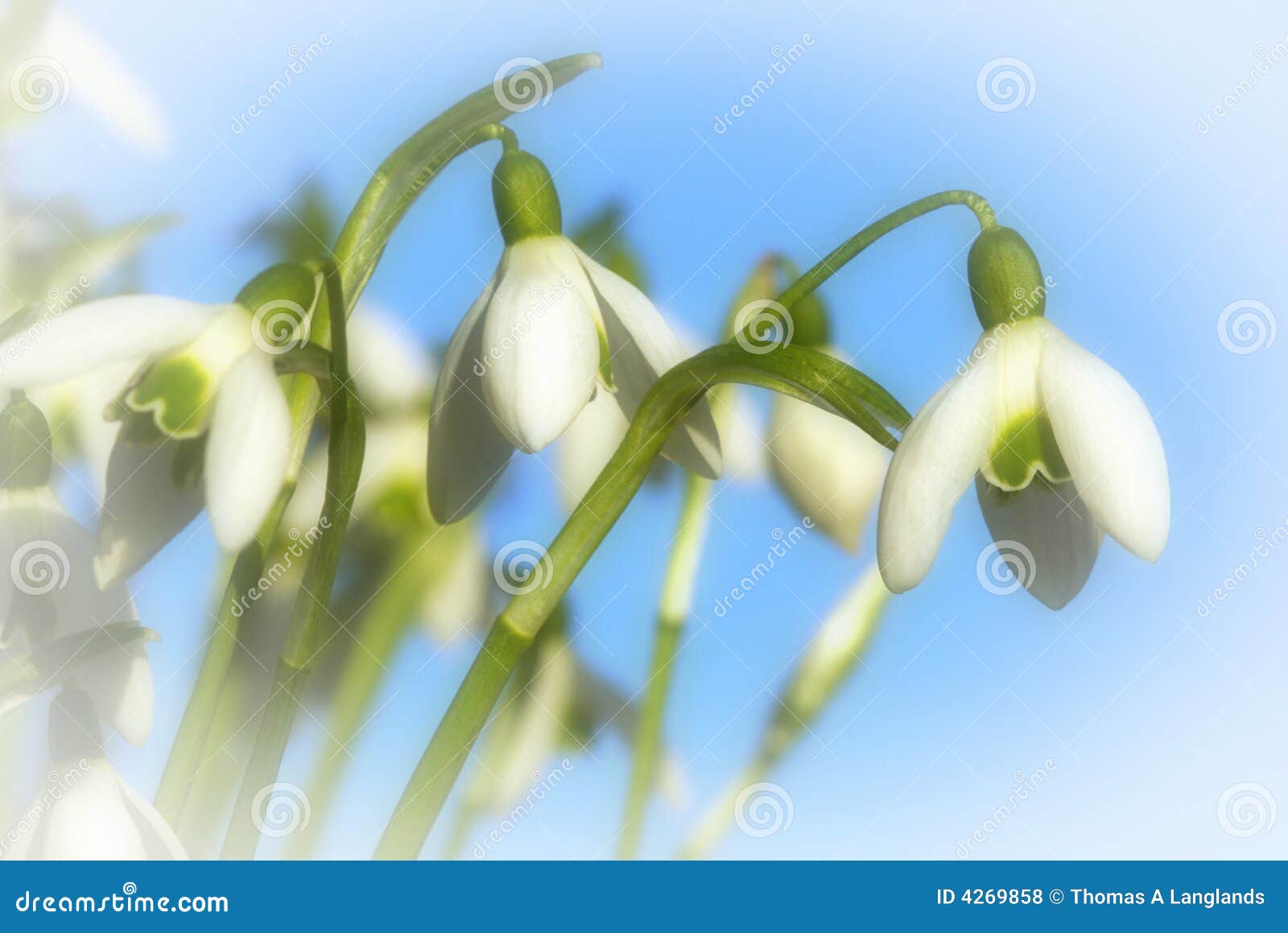 Dreamy snowdrops stock photo. Image of flower, delicate - 4269858