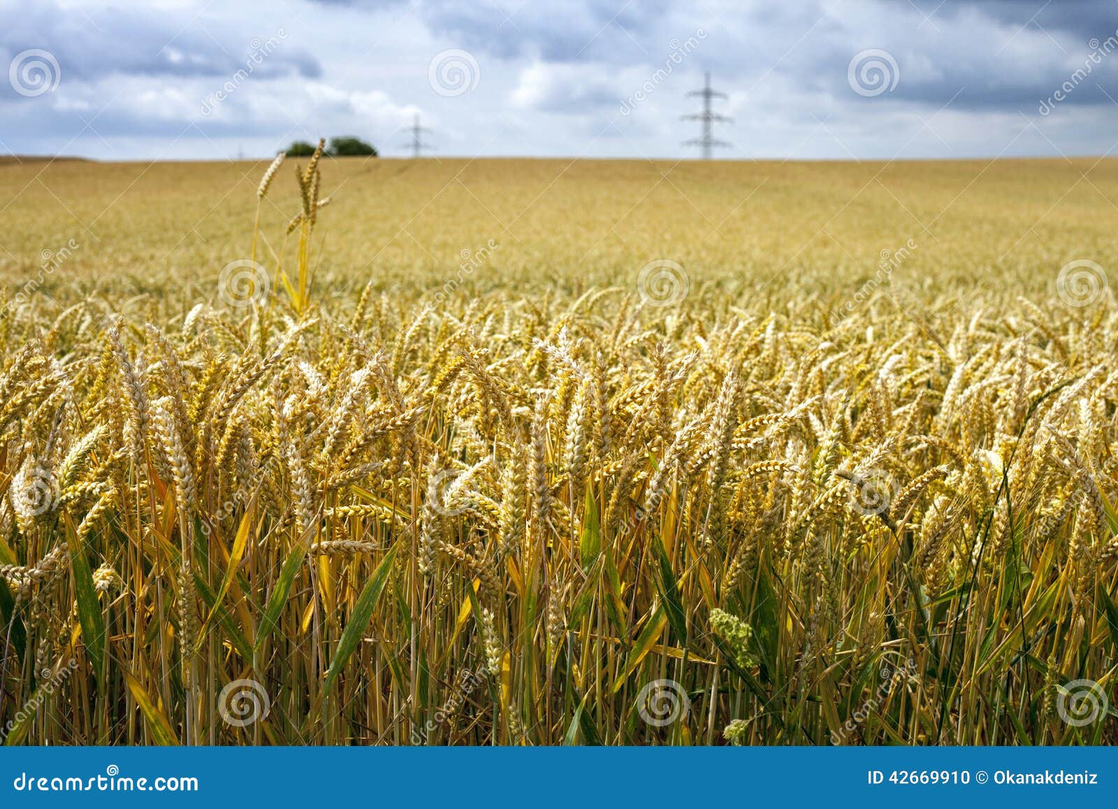 Dreamy Spike Field stock photo. Image of grow, meadow - 42669910