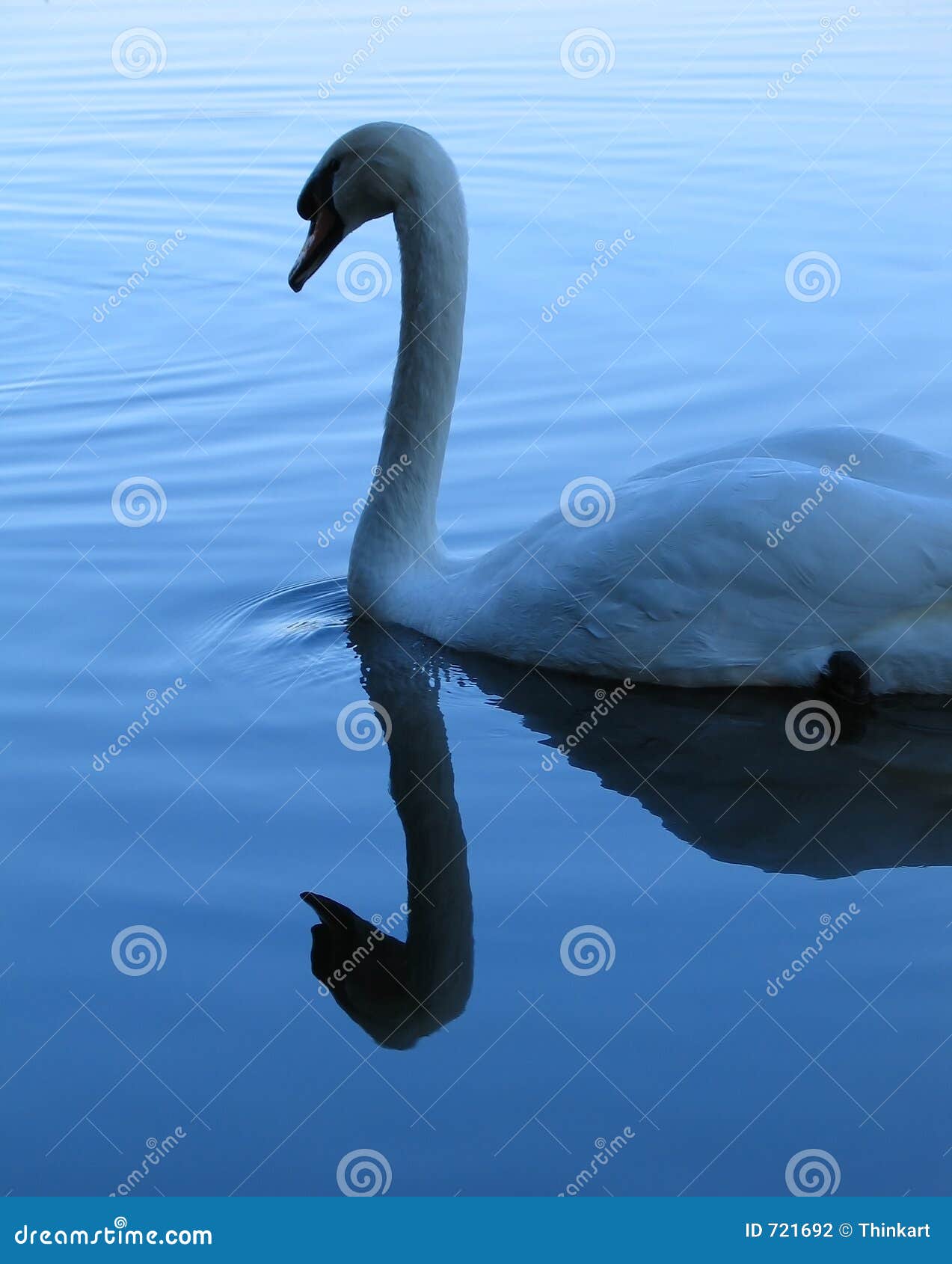 Dreamy swam on a lake stock photo. Image of tale, swim - 721692