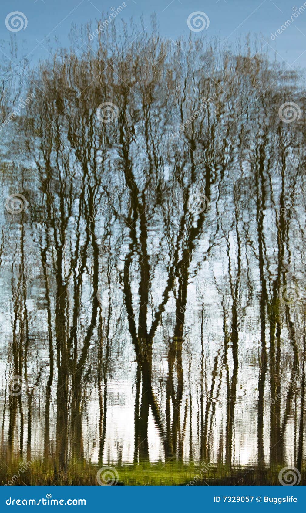 Dreamy Tree Reflections stock image. Image of reflections - 7329057