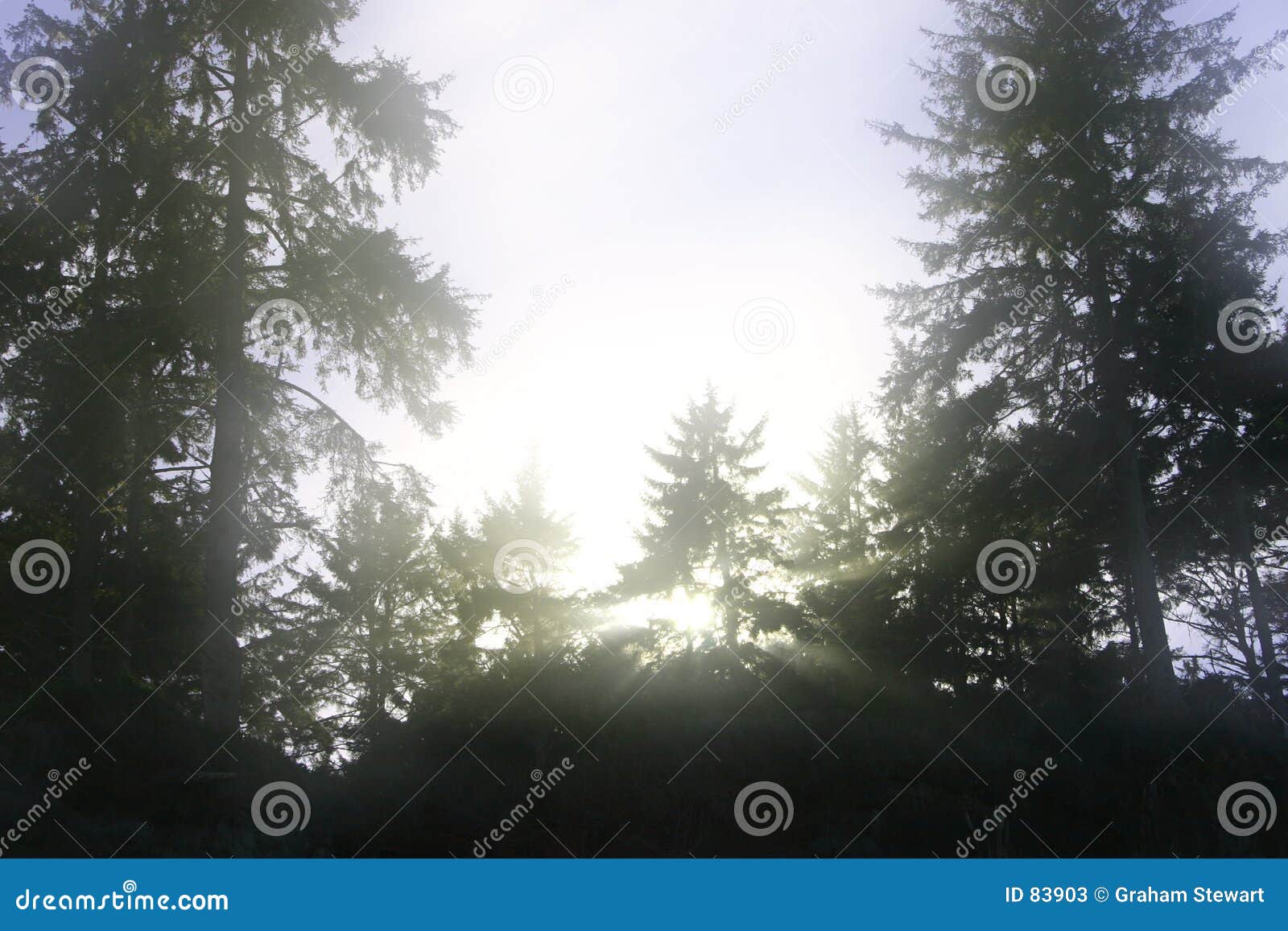 Dreamy trees stock image. Image of serene, trees, clearing - 83903