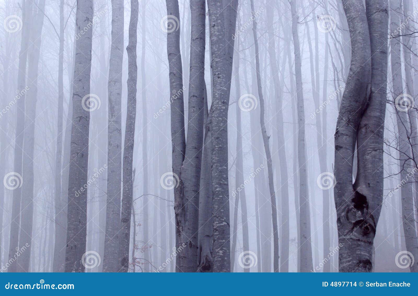 Dreary beech forest stock photo. Image of mystic, bleak - 4897714