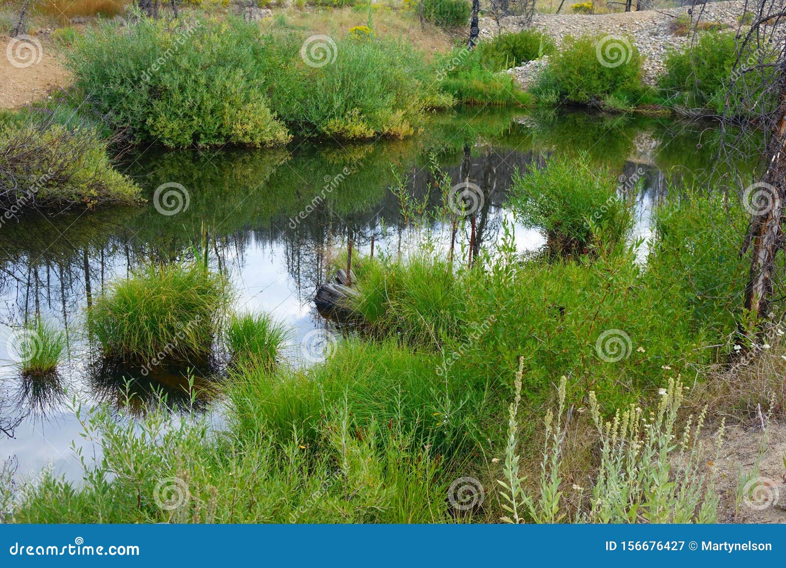 Dredge Pond - Idaho stock image. Image of flora, burn - 156676427