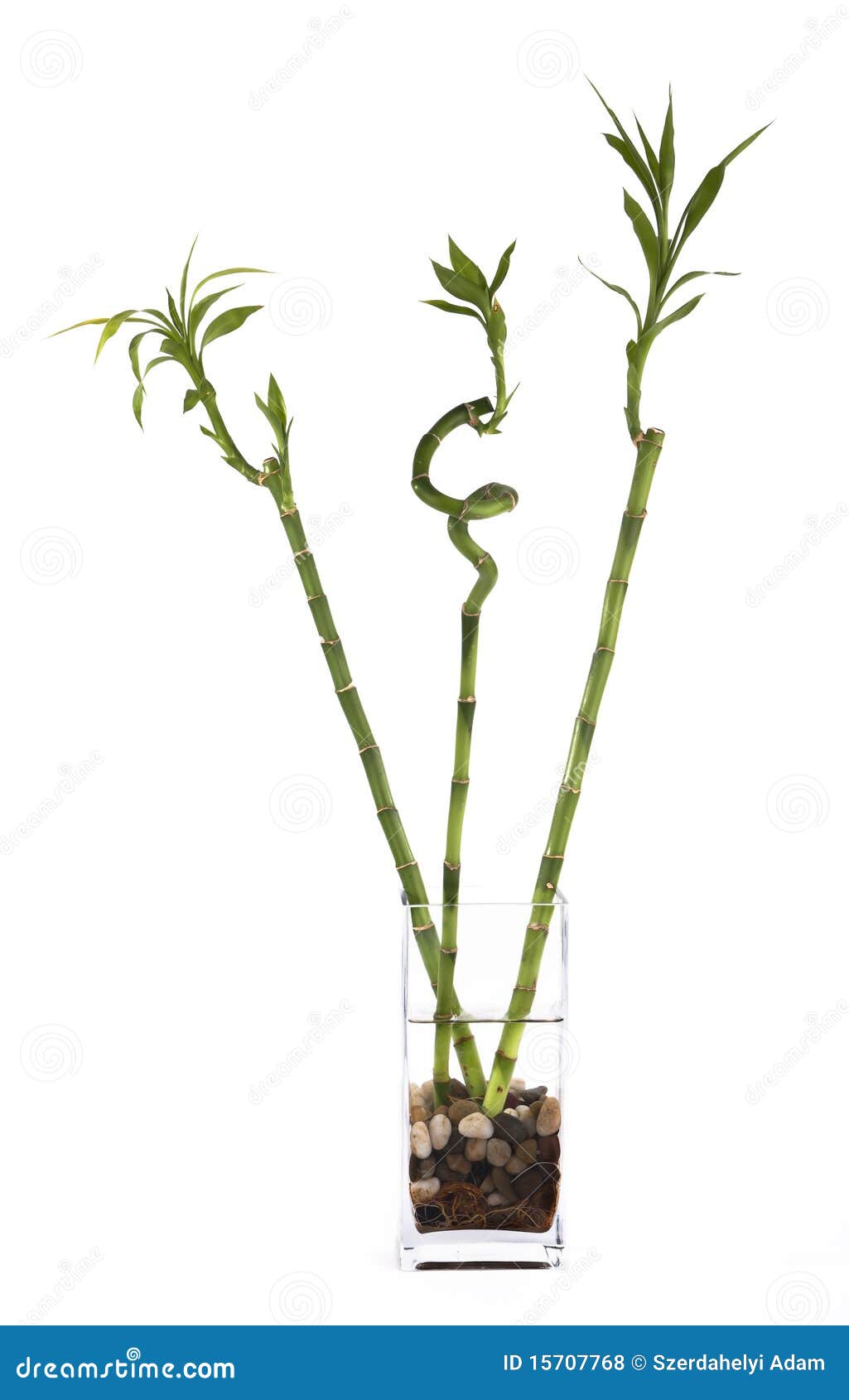 Drei Bambusse im Vase stockfoto. Bild von bambus, studio - 15707768