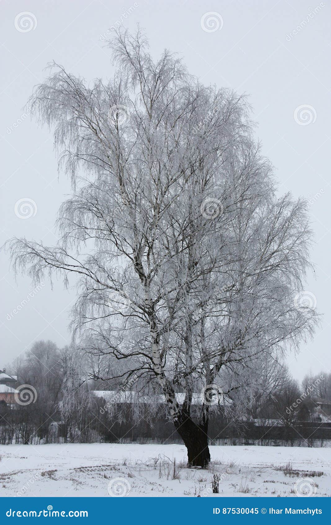 Drei Birken im Winter stockbild. Bild von abgedeckt, landwirtschaftlich ...