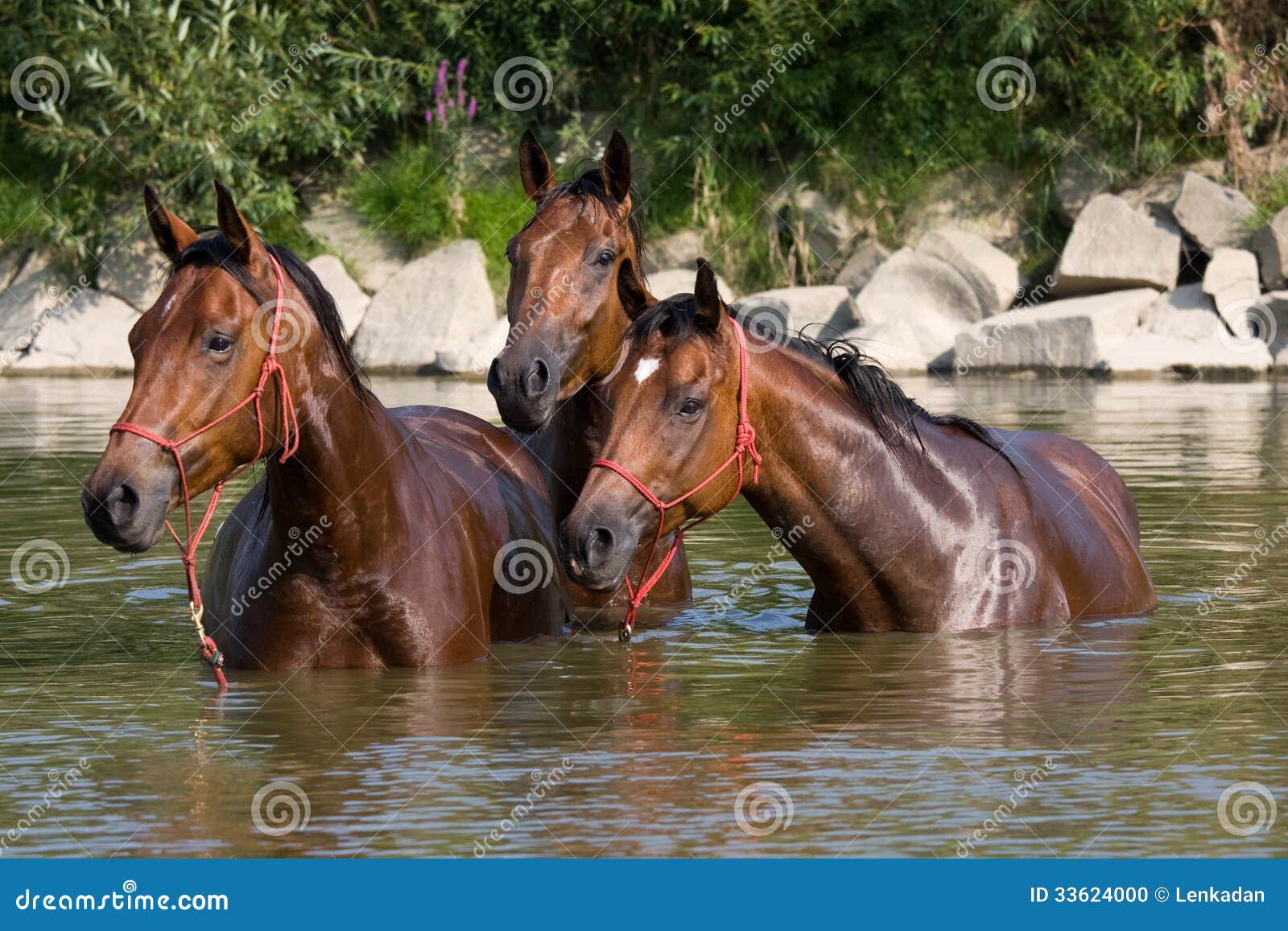 Drei Braune Pferde Im Wasser Stockfoto - Bild von tier, teich: 33624000