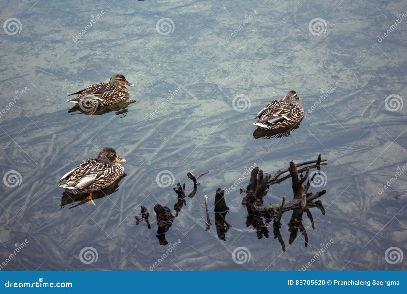 Drei Enten Im Haarscharfen See Stockfoto - Bild von reizend, frech ...
