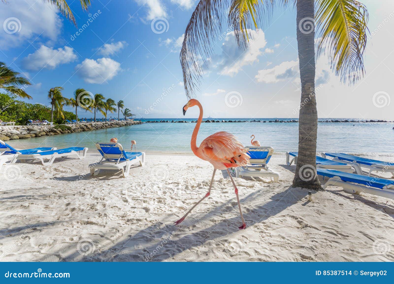 Drei Flamingos Auf Dem Strand Stockfoto - Bild von vogel, exotisch ...