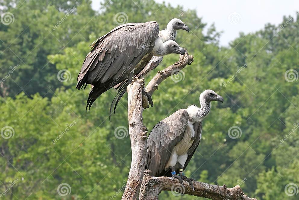 Drei Geier stockfoto. Bild von reiniger, geflügelt, gefiedert - 3740098