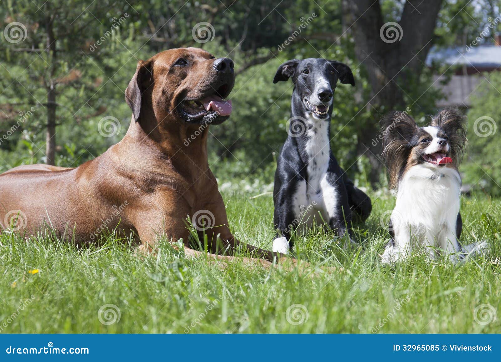 Drei Hunde (Jagdhund Rhodesian Ridgeback Hort, Papillon) Stockbild ...
