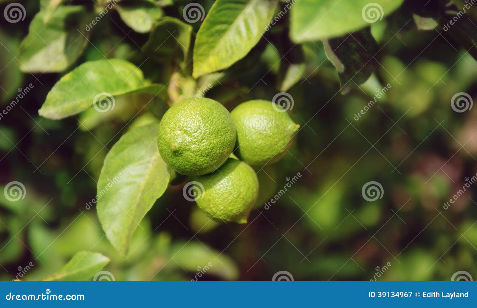 Drei Kalke auf dem Baum stockbild. Bild von kalk, wachsen - 39134967