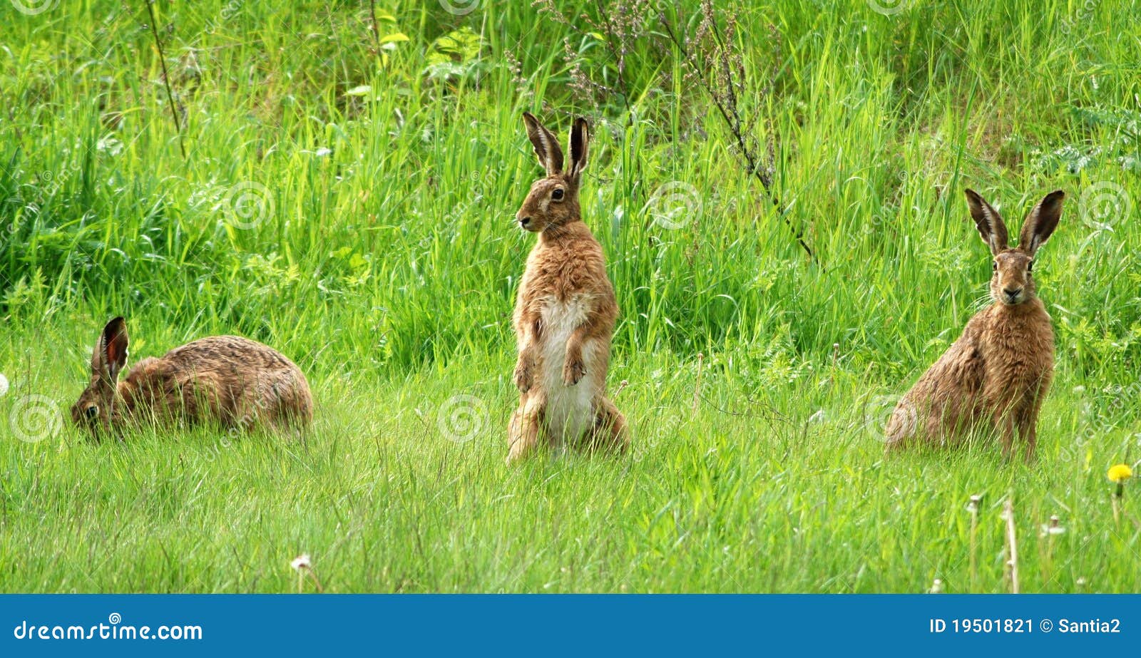 Drei Kaninchen stockbild. Bild von panorama, tier, säugetier - 19501821