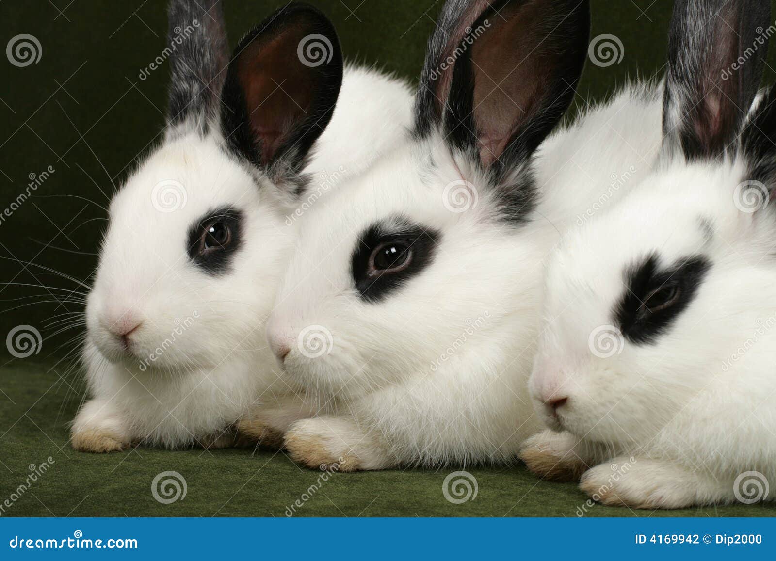 Drei Kaninchen Bild. Bild: 4169942