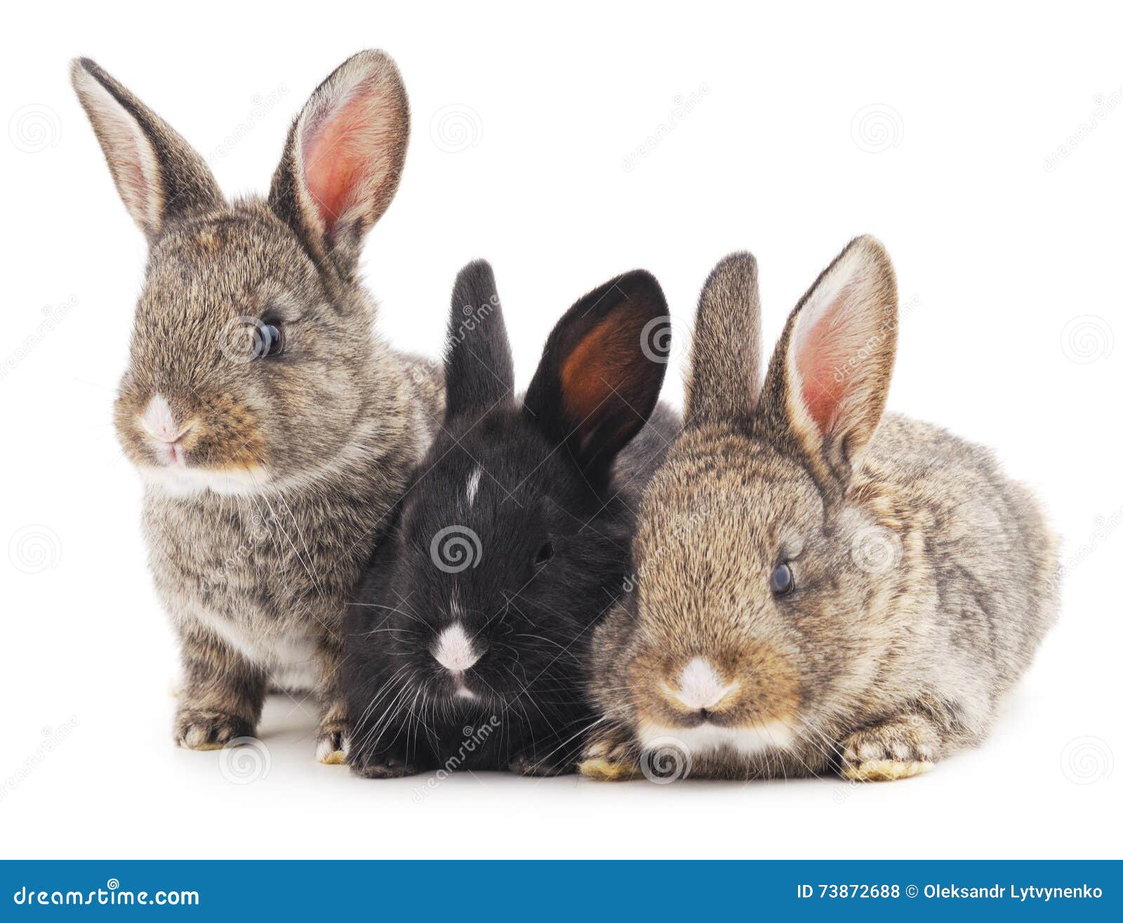 Drei Kaninchen stockfoto. Bild von jung, seltsam, drei - 73872688