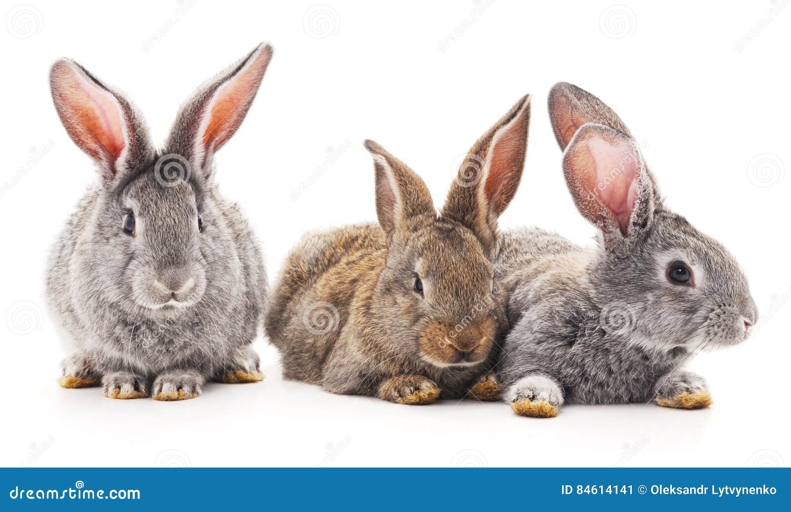 Drei Kaninchen stockbild. Bild von freundschaft, hintergrund - 84614141