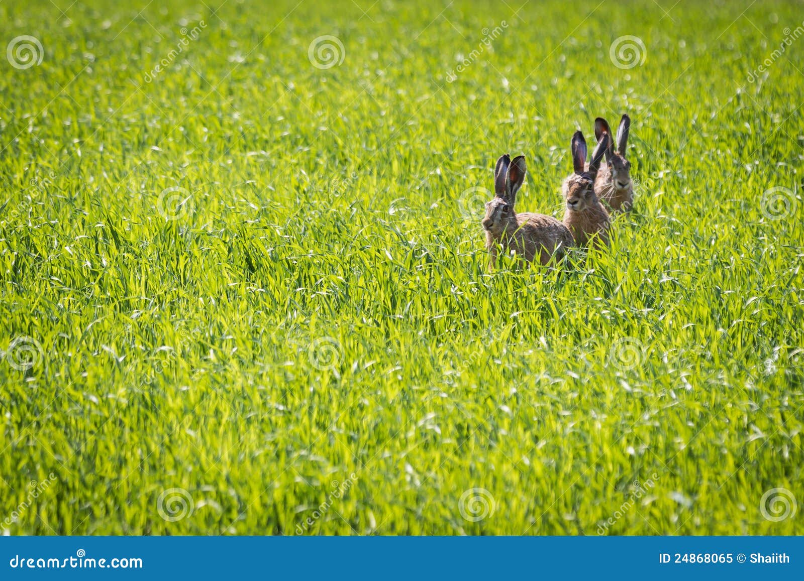 Drei Kaninchen, Die in Einer Wiese Sitzen Stockbild - Bild von frühling ...