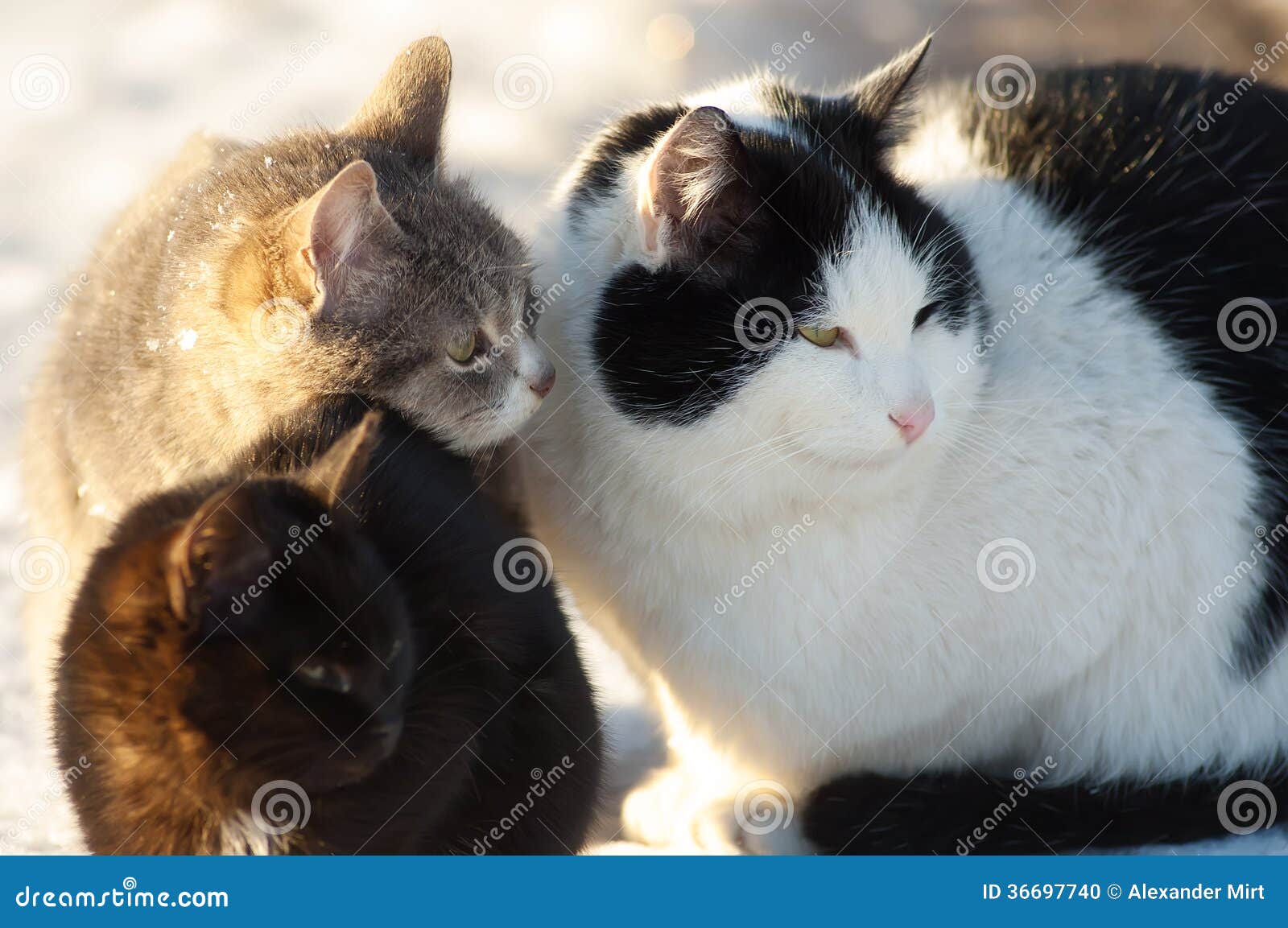 Drei Katzenfreunde stockfoto. Bild von kätzchen, lustig - 36697740
