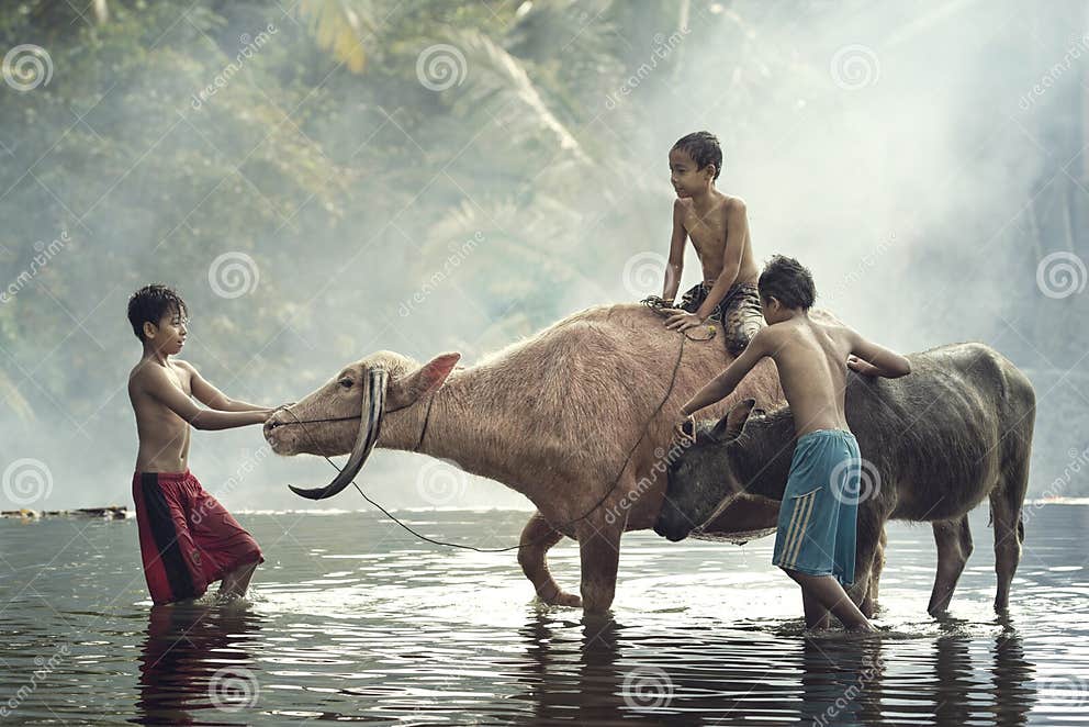 Drei Kinder und Büffel redaktionelles stockfoto. Bild von landwirtschaftlich - 39993768