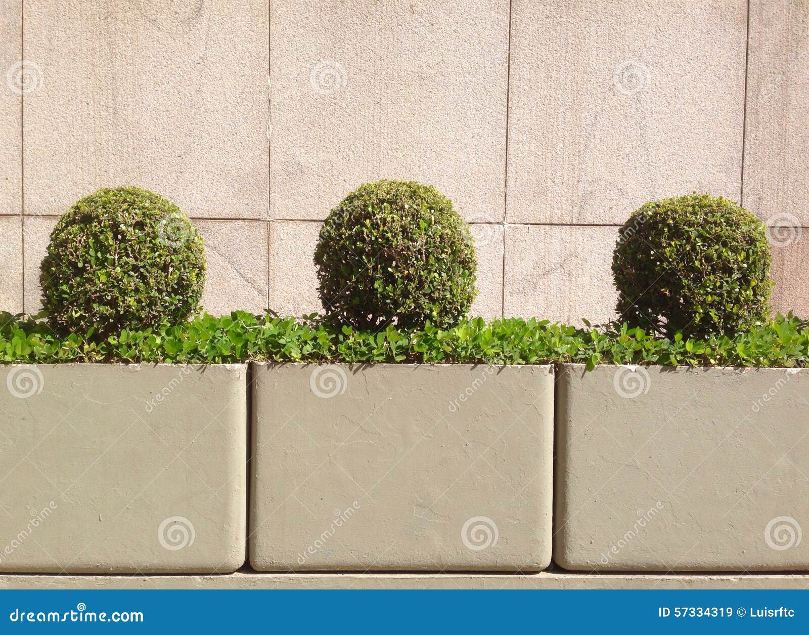 Drei kleine Büsche stockbild. Bild von garten, aufgerundet - 57334319