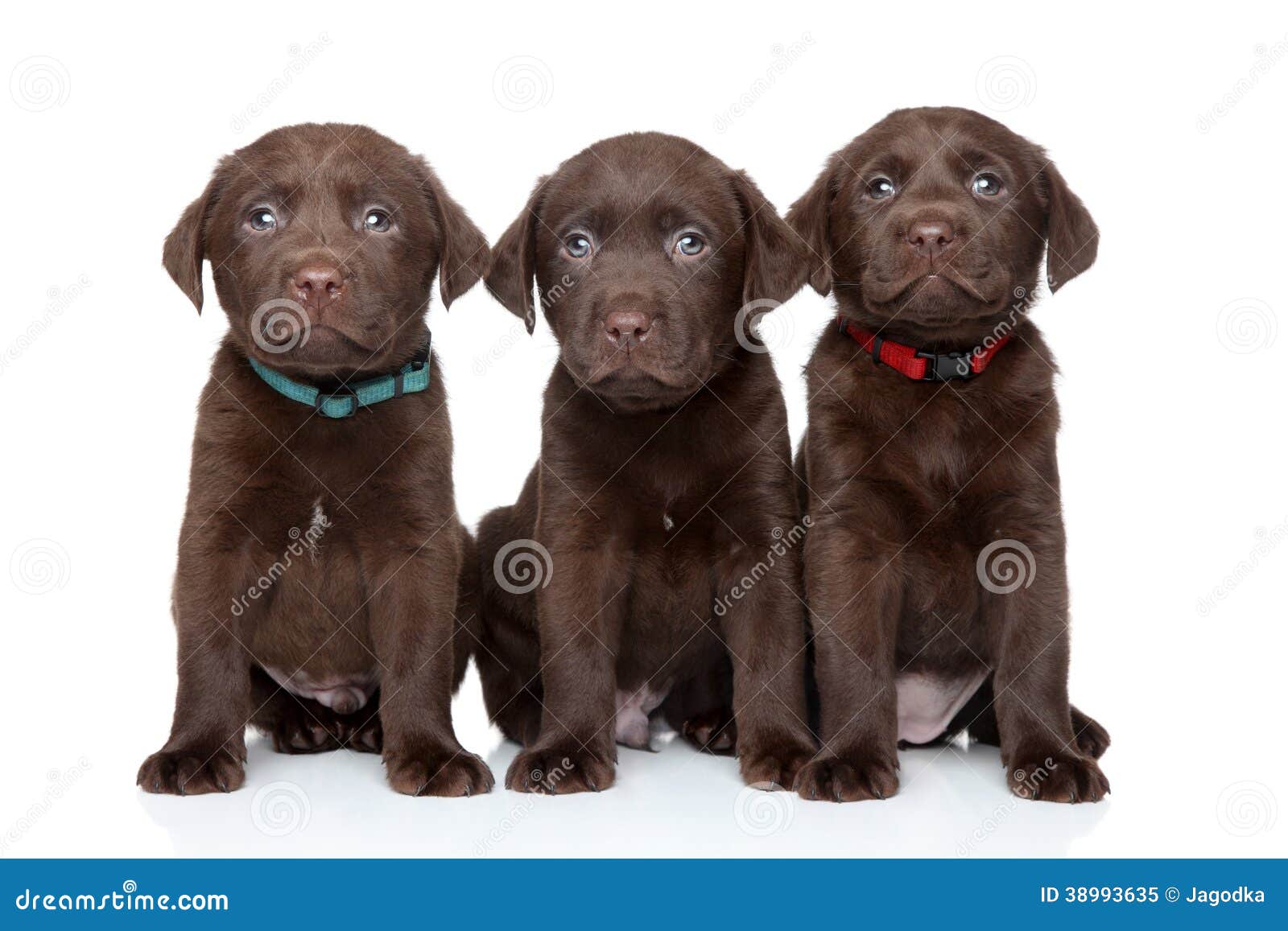 Drei Labrador Retriever-Welpen Stockbild - Bild von schätzchen, nett ...